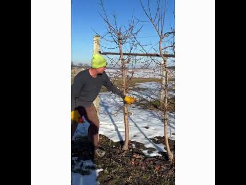 Dwarf apple tree pruning - YouTube