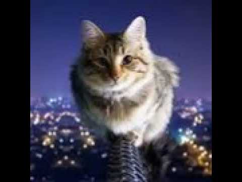 ไลฟ์สดของ kokook - YouTube