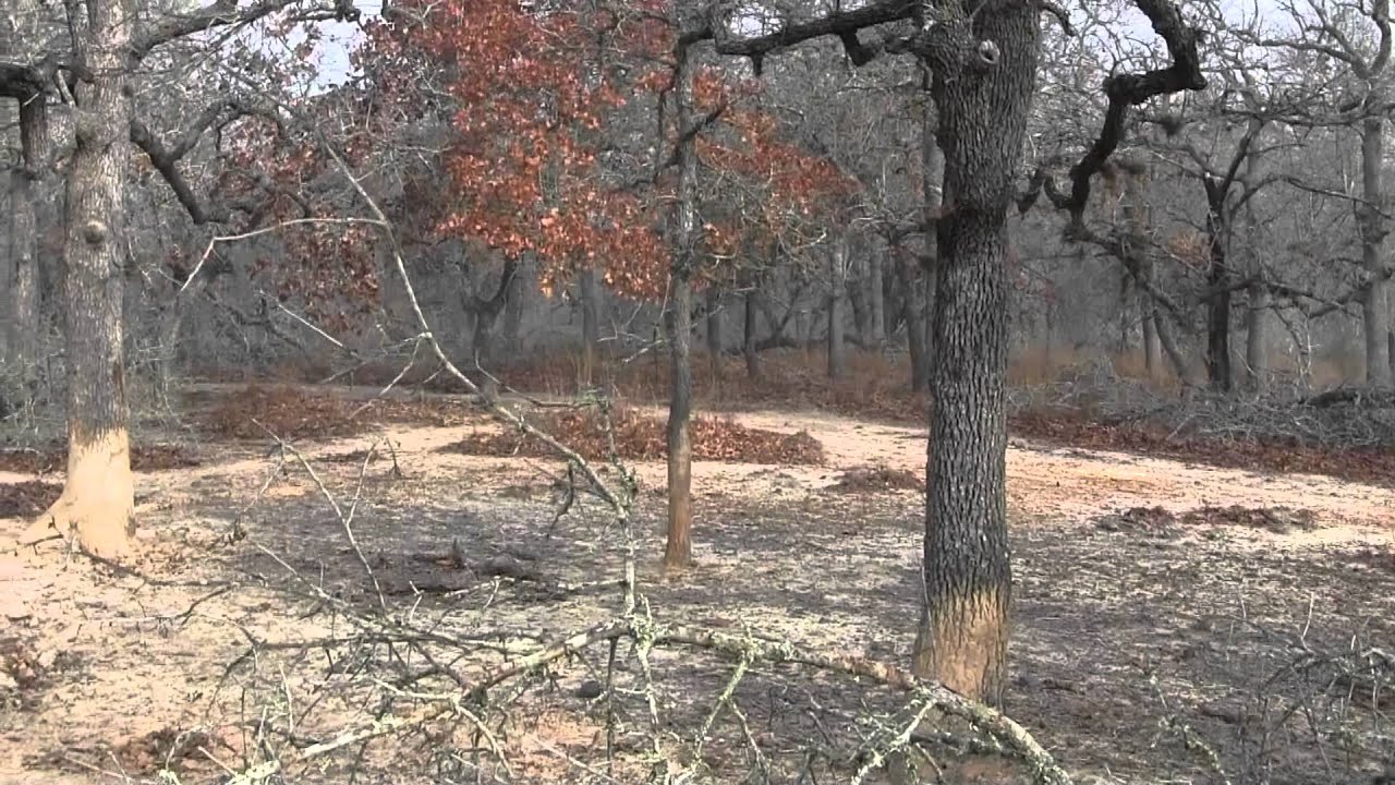 TGR Hog Hunting Tips for Success - YouTube