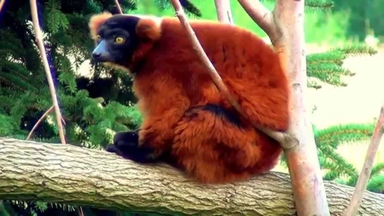 Red Ruffed Lemurs in Opole Zoo Lemur Wari Rudy w Zoo Opole - YouTube