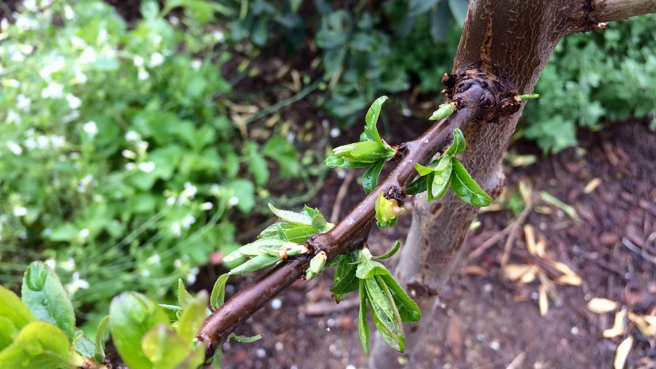 Pruning Inward Growing Buds - Dapple Dandy Pluot - YouTube