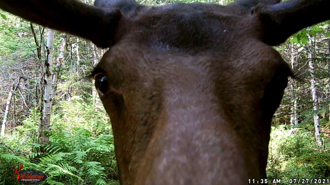 Moose - Trail Cam Video - Eastern Canada - YouTube