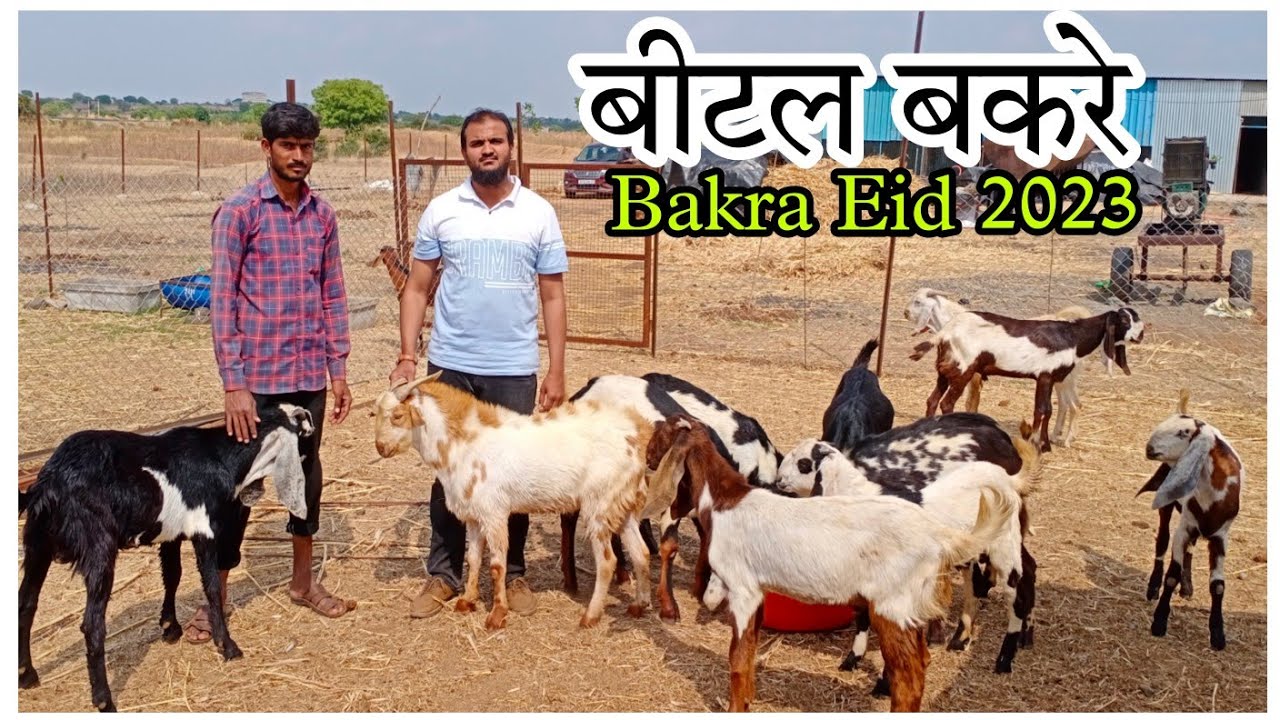 Khubsurat Beetal male Collection at Khan Goat Farm Ambad Maharashtra ...