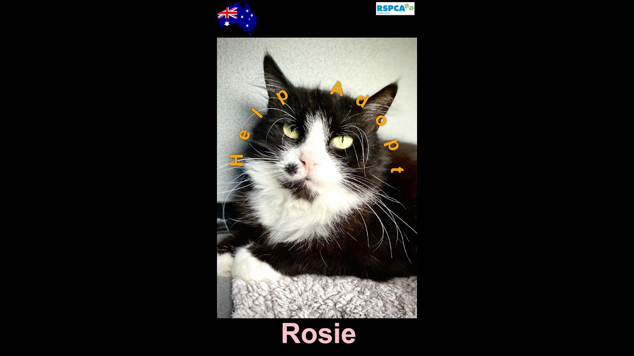 🐾Help adopt Rosie! Cat / Australia / Bundaberg / RSPCA Queensland🐾 ...