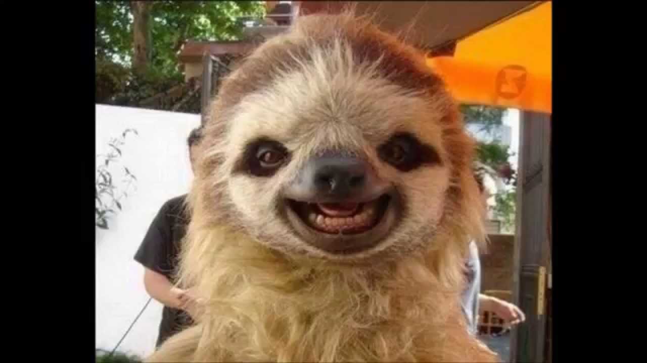 I am a sloth - YouTube