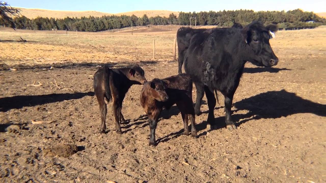 Adam Quittner Explains Cattle Cooling - YouTube