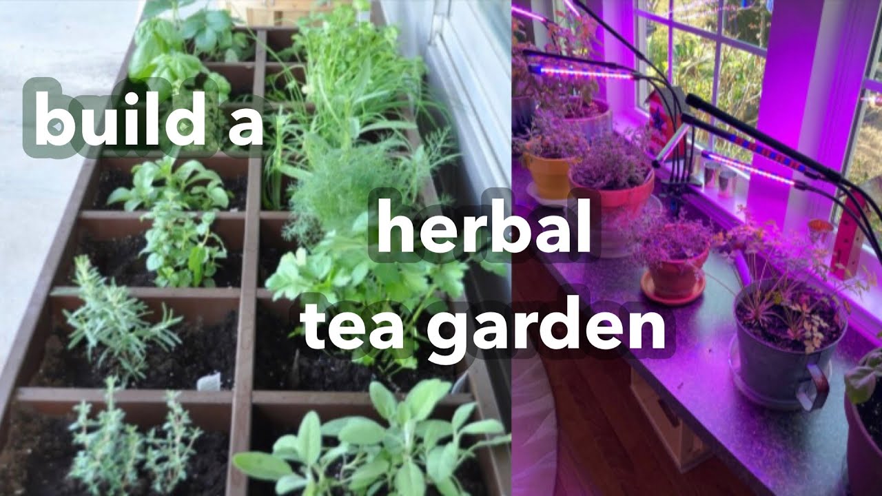 build a herbal tea garden indoor or outdoor | how to grow your own ...