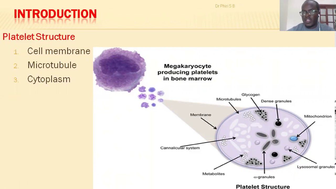 8 blood lecture 8 Video part A - YouTube