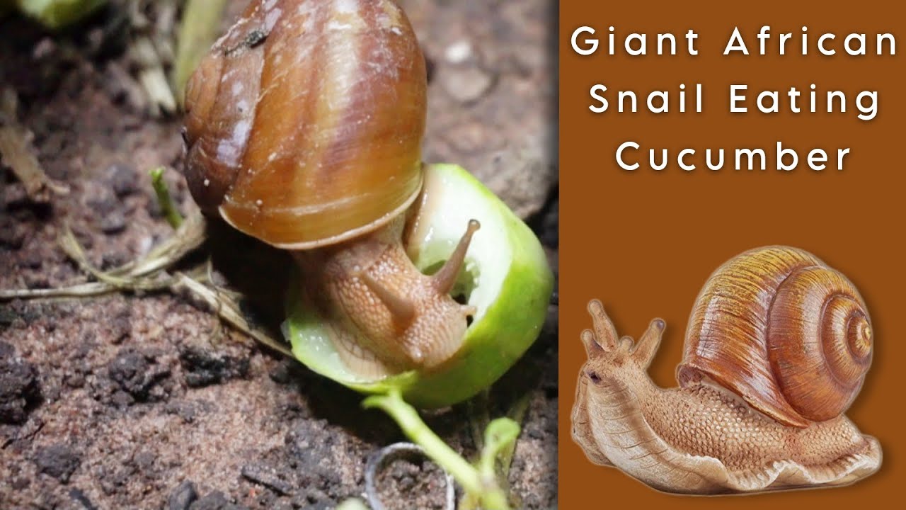 Giant African Snail Eating Cucumber - Giant Snail Eating - YouTube
