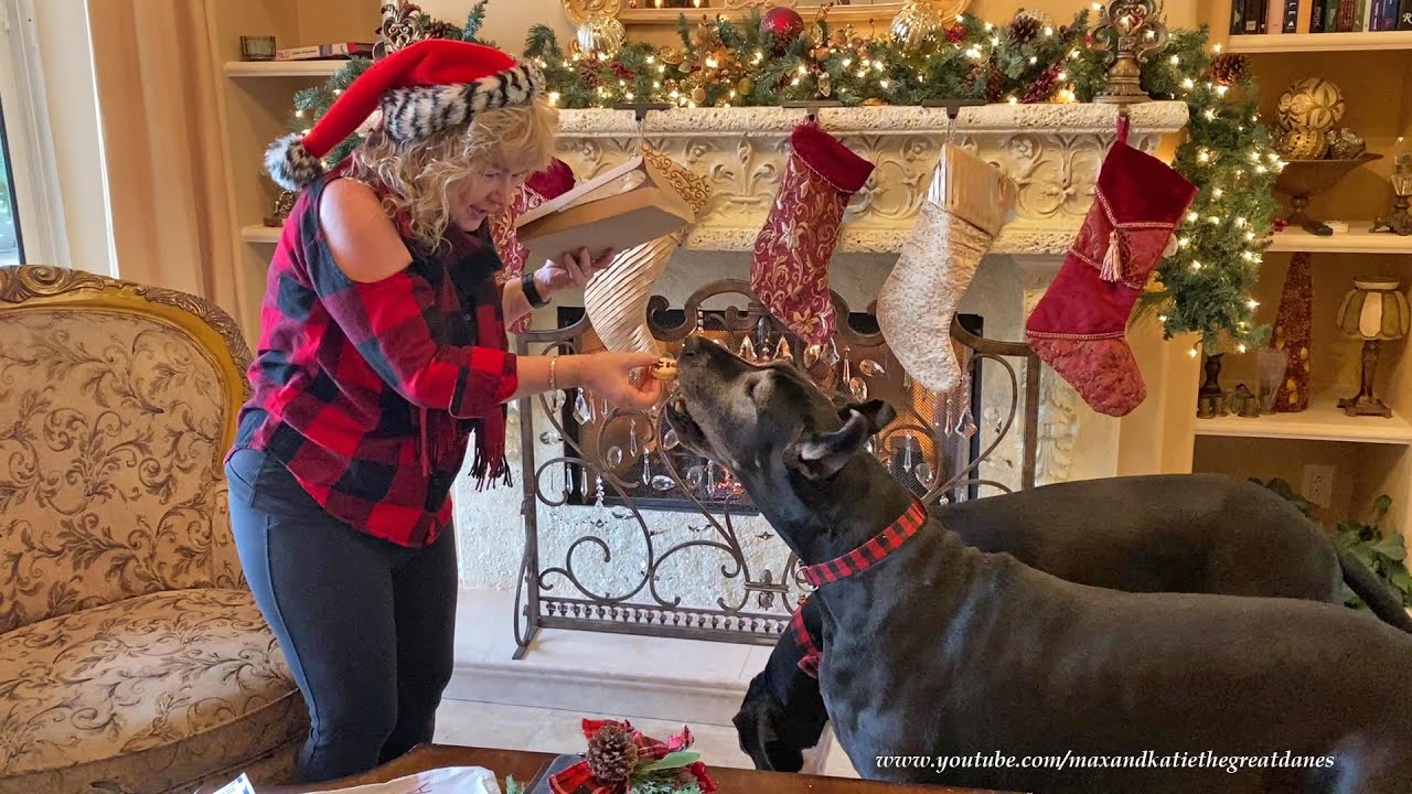 Merry Great Danes Love Their Christmas Cookies Gift - YouTube