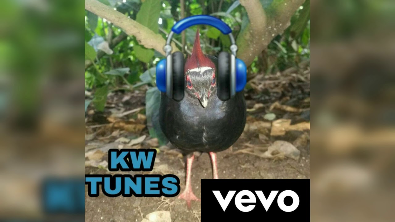 Disco bird [dubstep song] - YouTube