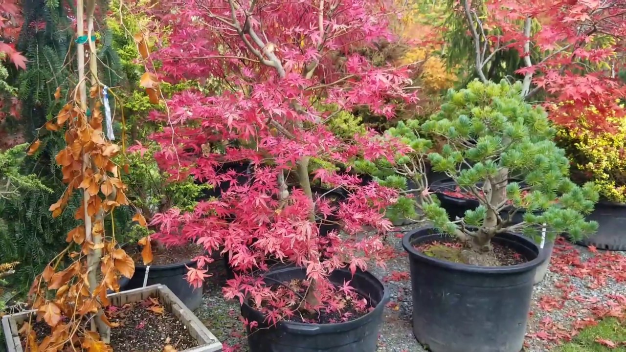 Fall color Japanese maples in the Seattle area - Amazing Maples - YouTube