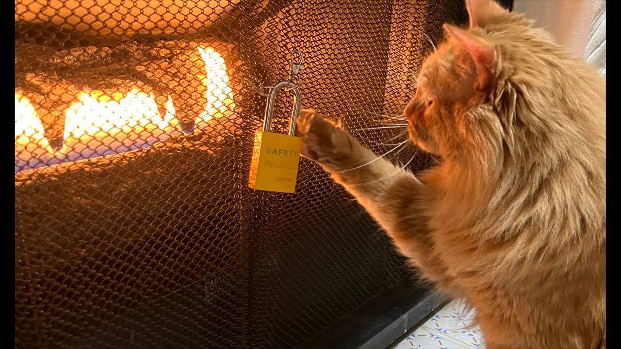 Live with the Lock Picking Meower! Locks, Cats, oh my! 😻🔐😺🔒🇺🇦🇺🇦 - YouTube