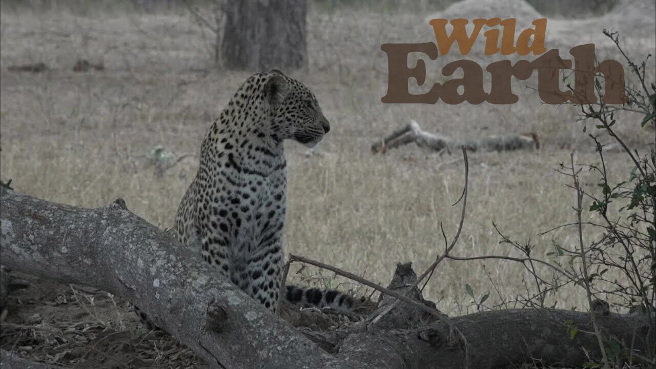 Maribye the Survivor - YouTube