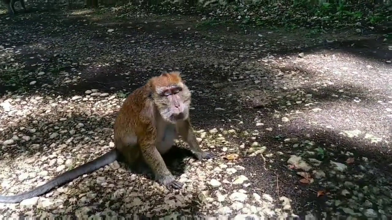 Rajah Sikatuna National Park - YouTube