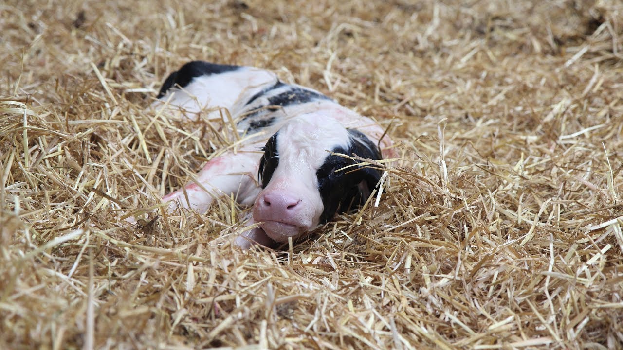 Naissance assistée d'un petit veau! - YouTube