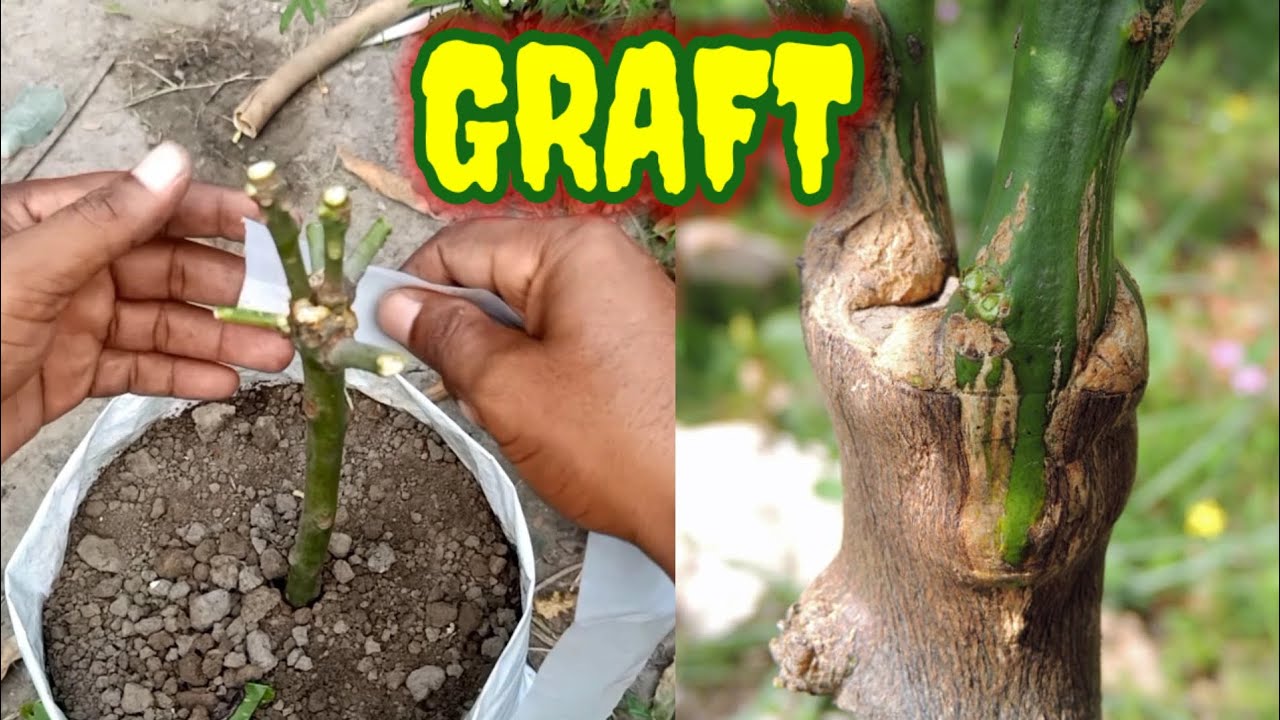 आम के कलम _How to Kalam mango tree grafted mango tree in pot #gardening ...