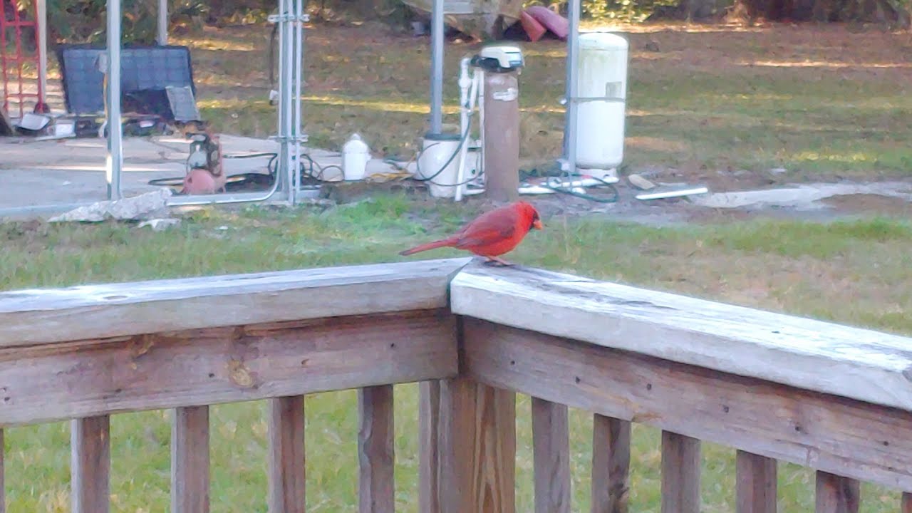 Male and Female Cardinals And Carolina Wrens - YouTube