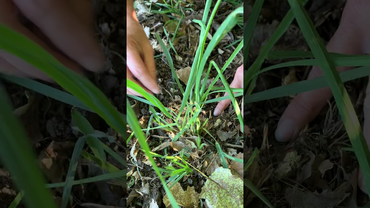 La Planta Forrajera 6: Pasto Ovillo 1 - YouTube