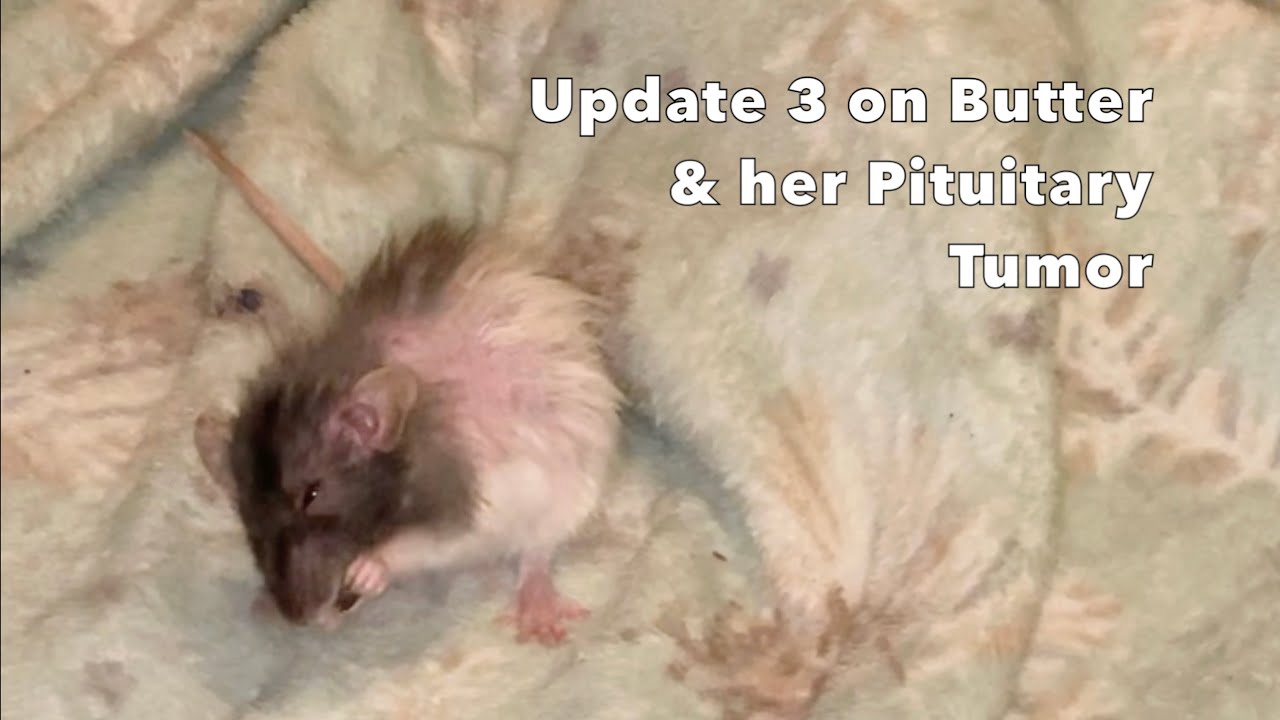 Another Update on my Pet Rat Butter's Pituitary Tumor - YouTube