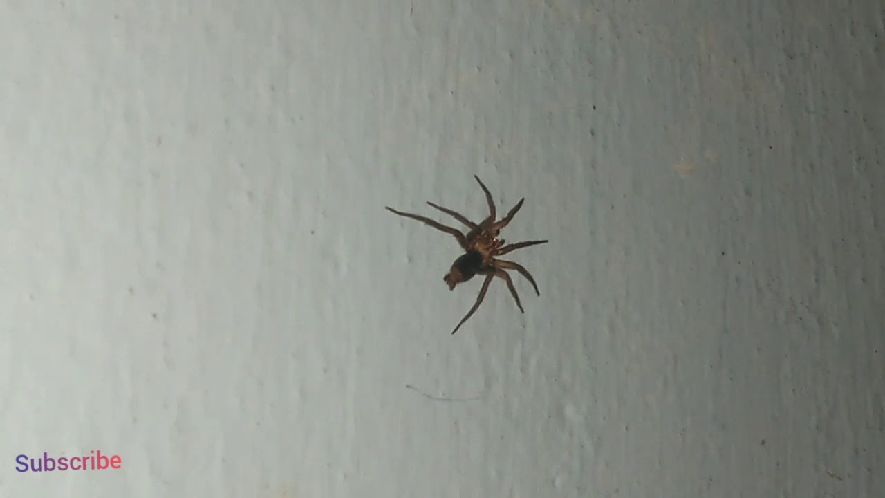 Indian Spider Small Black Spider Animal। World's Animal। Lockdown ...