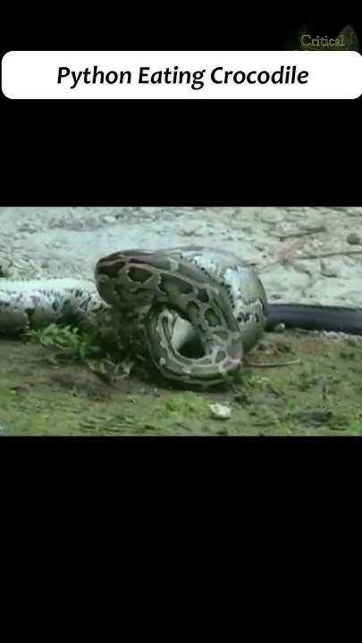 Wild Python Snake Eating Crocodile - YouTube