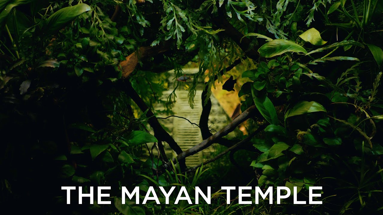 The Mayan Temple - Abandoned temple in a beautiful aquascape - YouTube