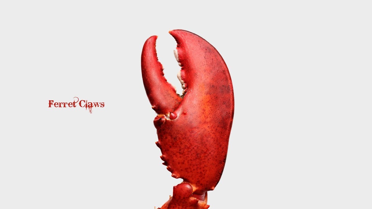 Ferret Claws - YouTube