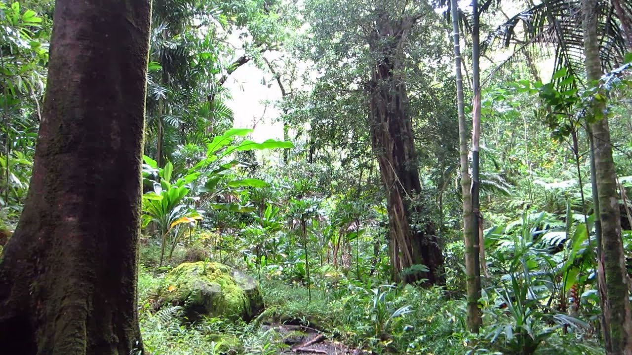 Windy Day In Rain Forest - Lyon Arboretum - Oahu, Hawaii - YouTube