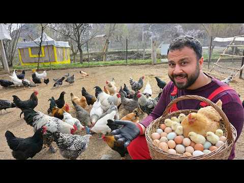 Folluklardan Yumurta Toplama! 🥚😍 | Yeni Gurk Tavuklar & Civcivler | Kırsalda Çiftlik Rutini