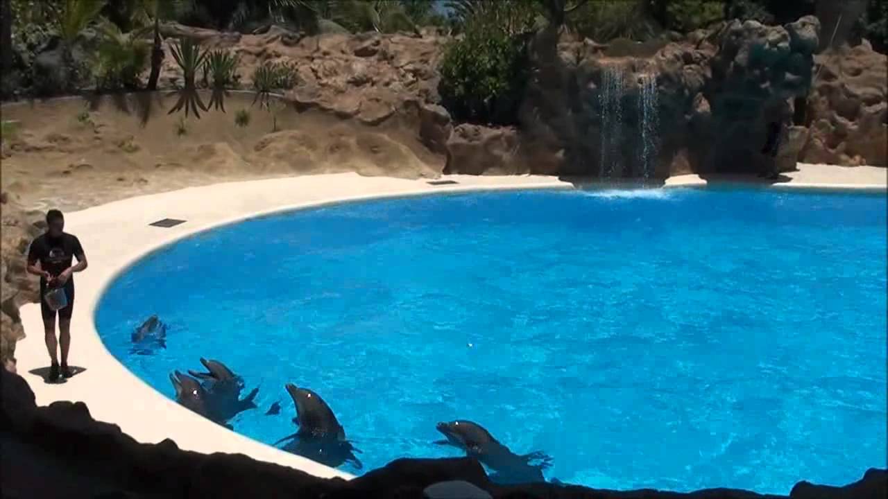 Dolphins Show - Loro Parque, Tenerife (Full Show) - YouTube