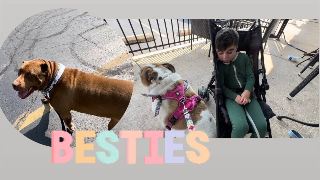 Sebastian & his best Pals 😩🐾🩵💕 - YouTube