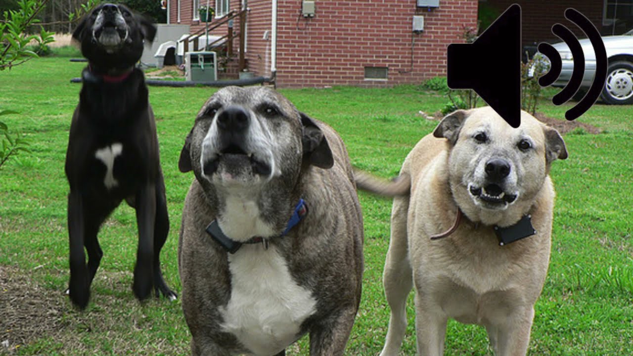 Multiple dogs barking sound effect 44100Hz (Free to use)(No copyright ...