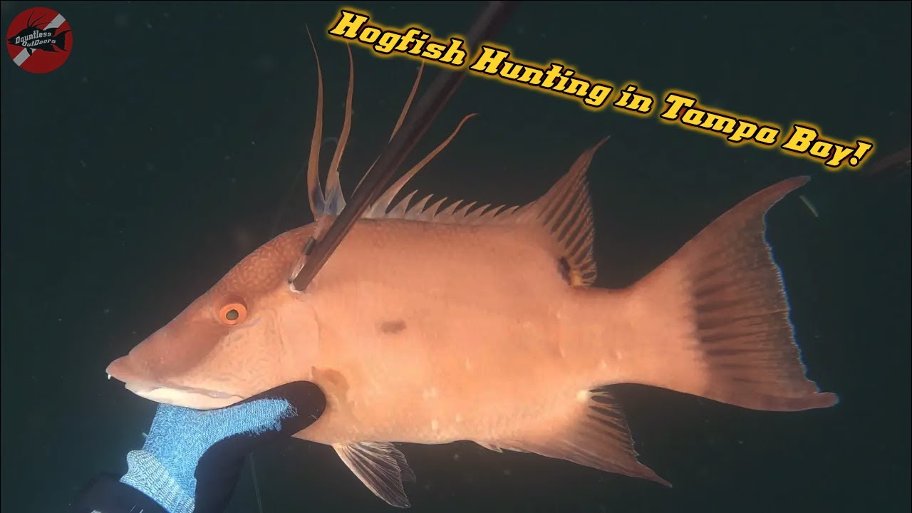 Spearfishing Big Hogfish and Snapper Outside of Tampa Bay! Ep.52 - YouTube