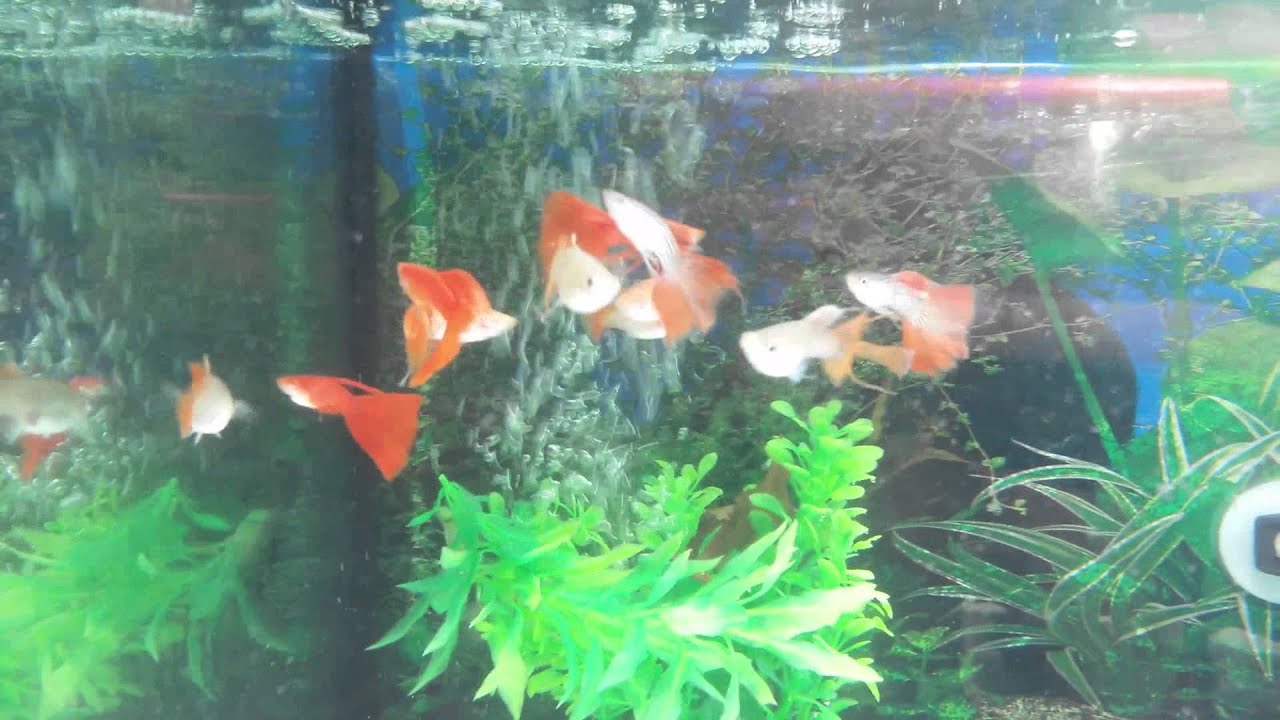 Red Lance Swallowtail and Albino full Red Ribbon Guppy - YouTube