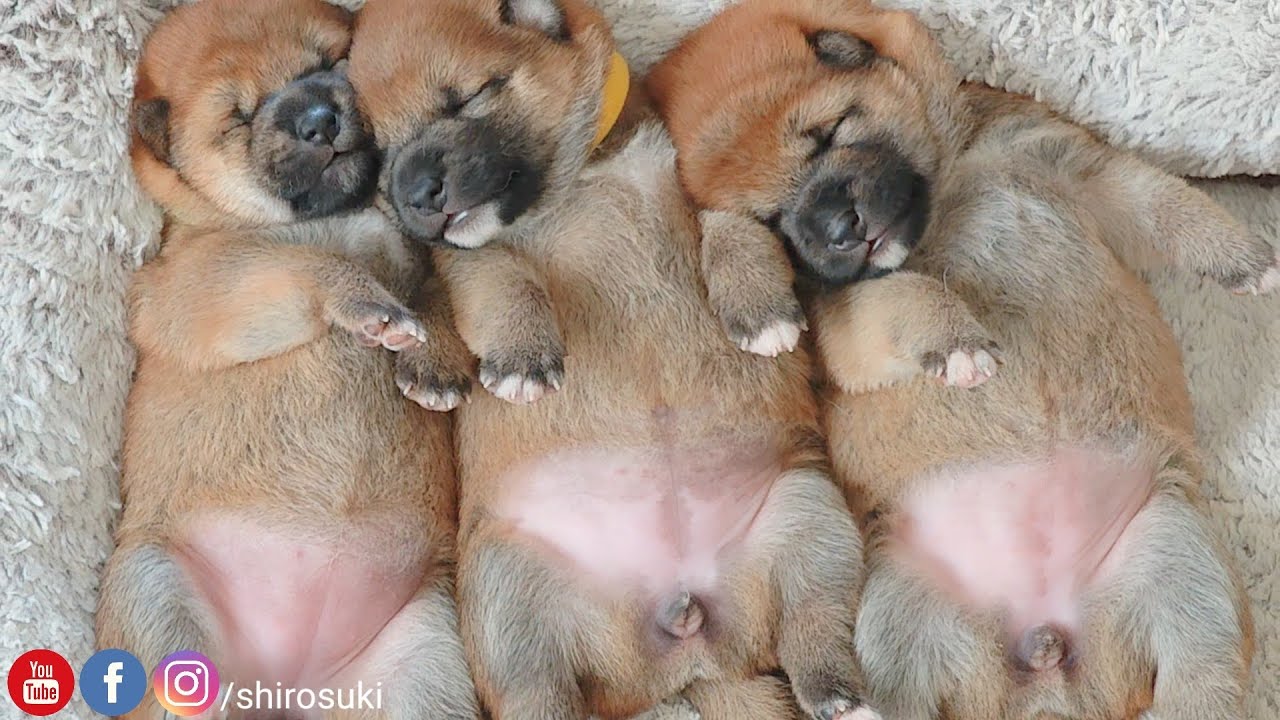 3 adorable pink bellies ️ - YouTube