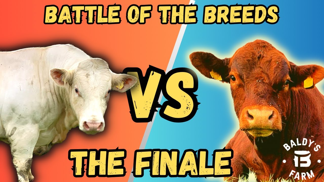BATTLE OF THE BREEDS FINAL! | Native vs Continental - YouTube