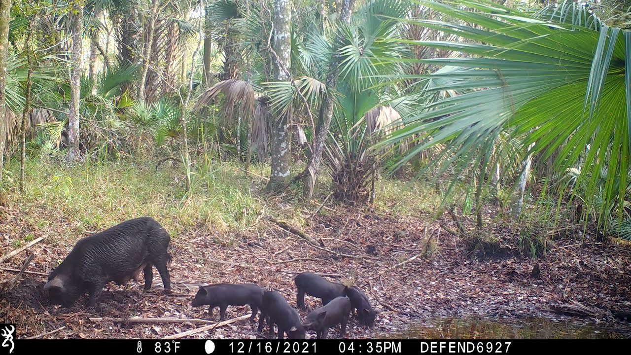Green Swamp Trail Camera Pick-up - 7 Months in Swamp 2021 - Nice Buck ...