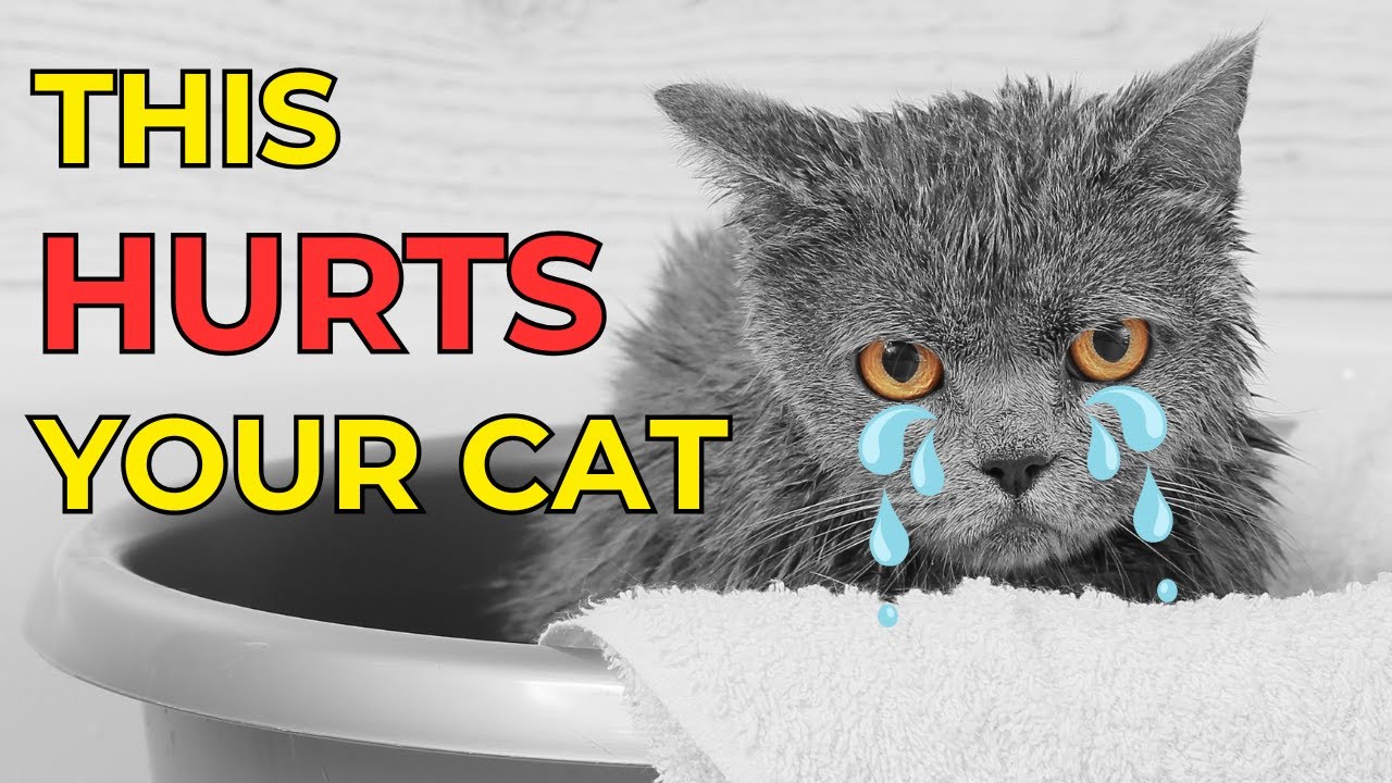 These 10 COMMON Things Can HURT Your CAT! - YouTube
