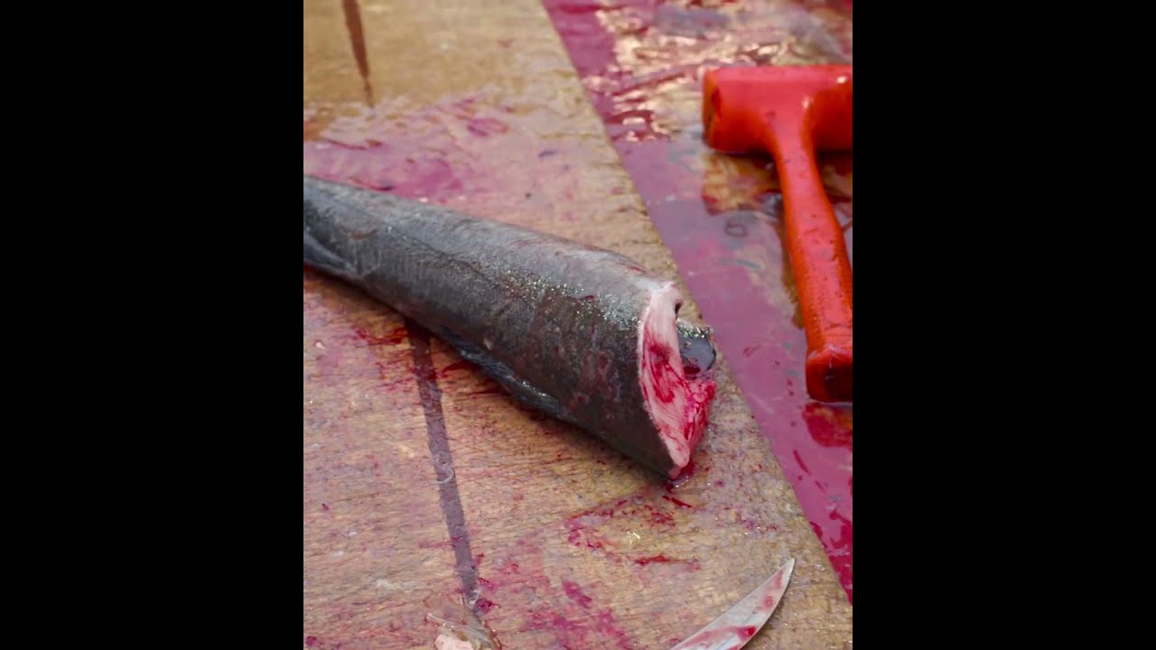 Fish beheaded on table - YouTube