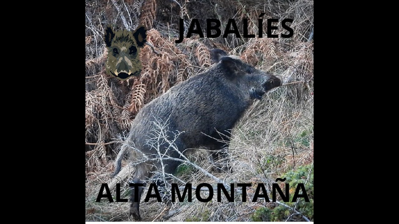 JABALÍES en ALTA MONTAÑA 🐷🏔 - YouTube