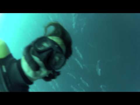 apneia com robalos HD