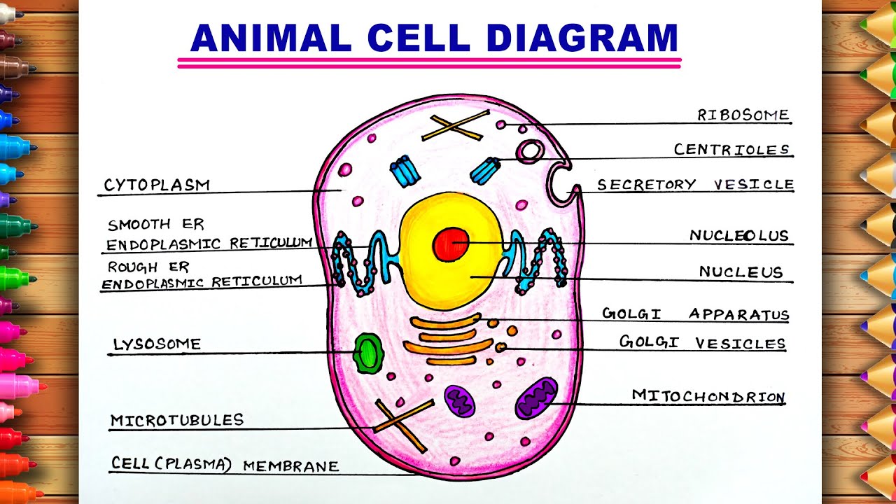 Animal Cell Diagram Drawing CBSE | Easy Animal Cell Drawing | Animal ...