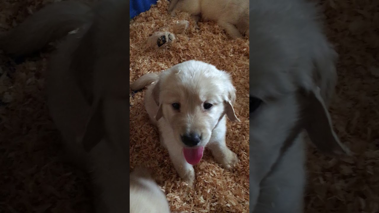 Adorable Puppy Waves Hello - YouTube