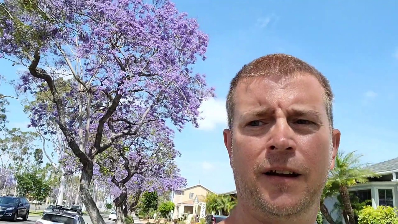 Jacaranda Trees Lakewood Long Beach My Favorite Tree in the World - YouTube