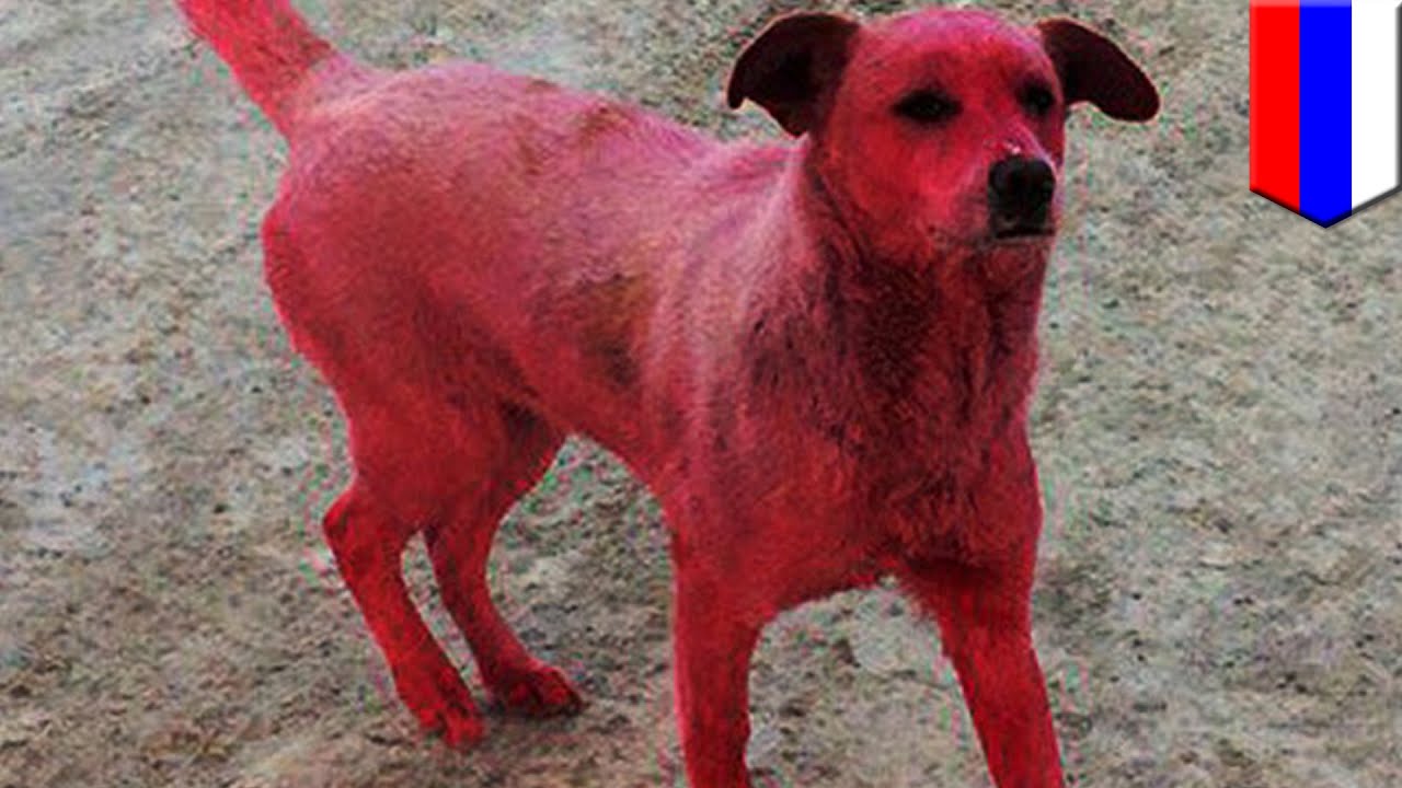 Stray dog dyed pink in Russia sparked public outrage - TomoNews - YouTube