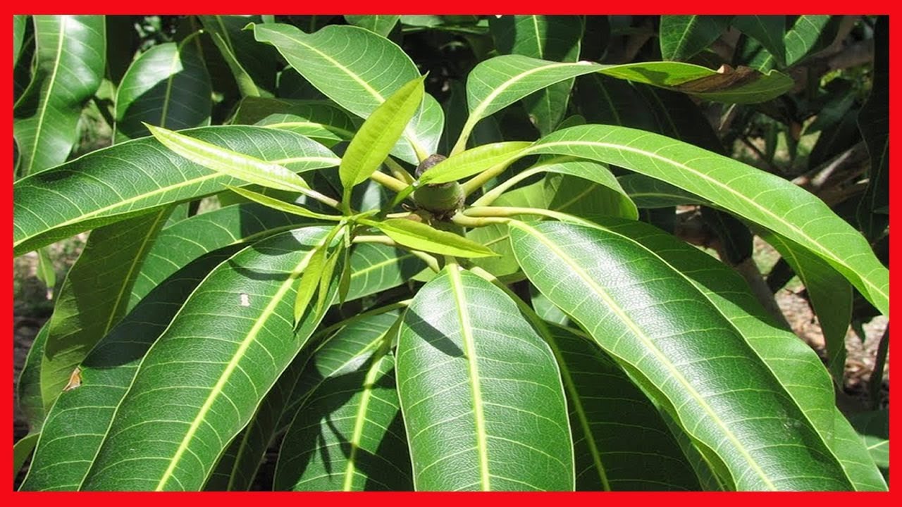 Se Você Tem Essa PLANTA em Casa, é Melhor Que Ganhar na MEGA SENA VEJA ...