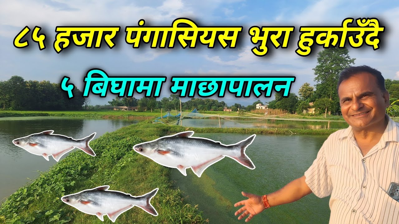 ५ विघामा पंगासियस माछा पाल्ने किसानको आइडिया । Machha palan - YouTube