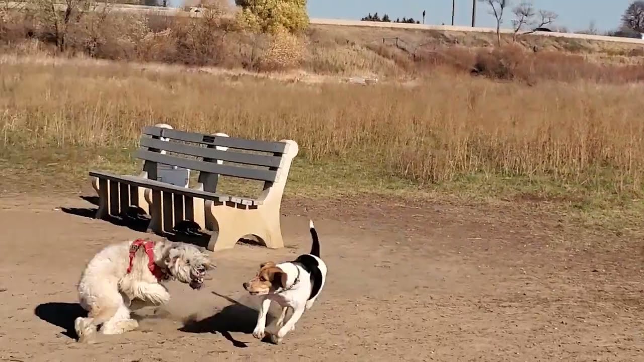 Exploring Nathan Cirillo Leash-Free Dog Park 🐕 Ancaster Hamilton - YouTube