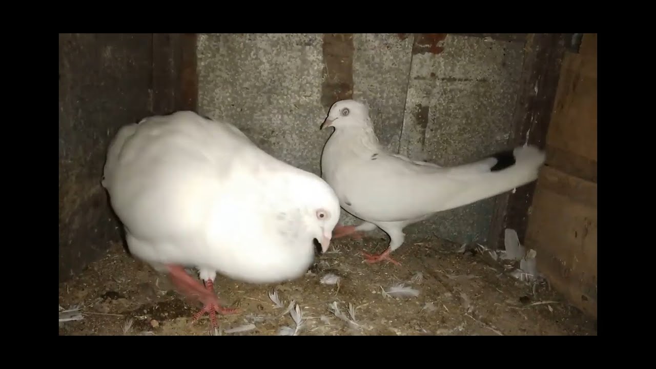 HIGH FLYER PIGEONS (8 to 10 Hours) - YouTube